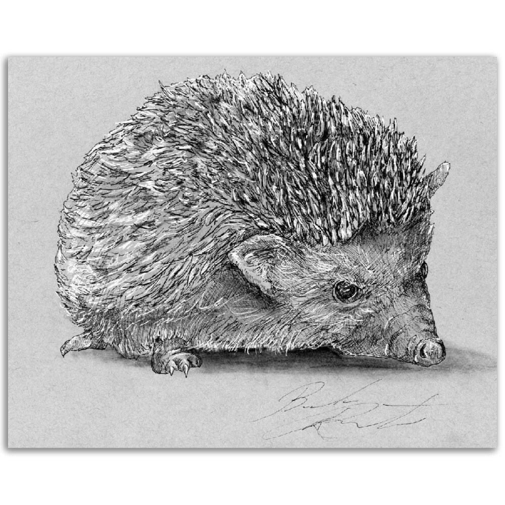 Hedgehog, Pen and Ink Print, Hand Drawn Animal Art, Black and White ...