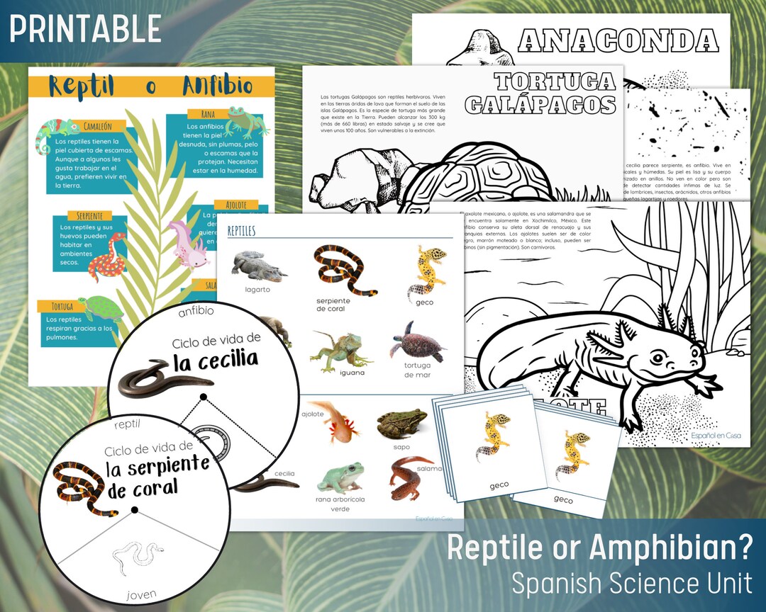Reptil O Anfibio - Spanish Reptiles Amphibians - Three Part Cards ...