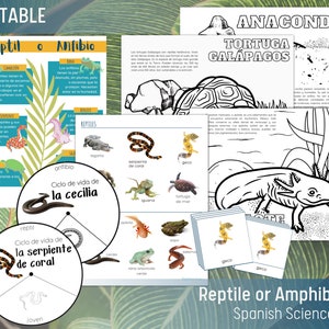 Reptil O Anfibio - Spanish Reptiles Amphibians - Three Part Cards ...