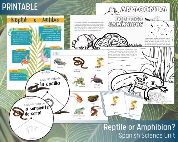 Reptil O Anfibio Spanish Reptiles Amphibians Three Part - Etsy