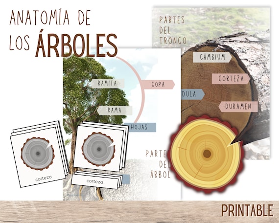 Anatomía Del Tronco Del árbol