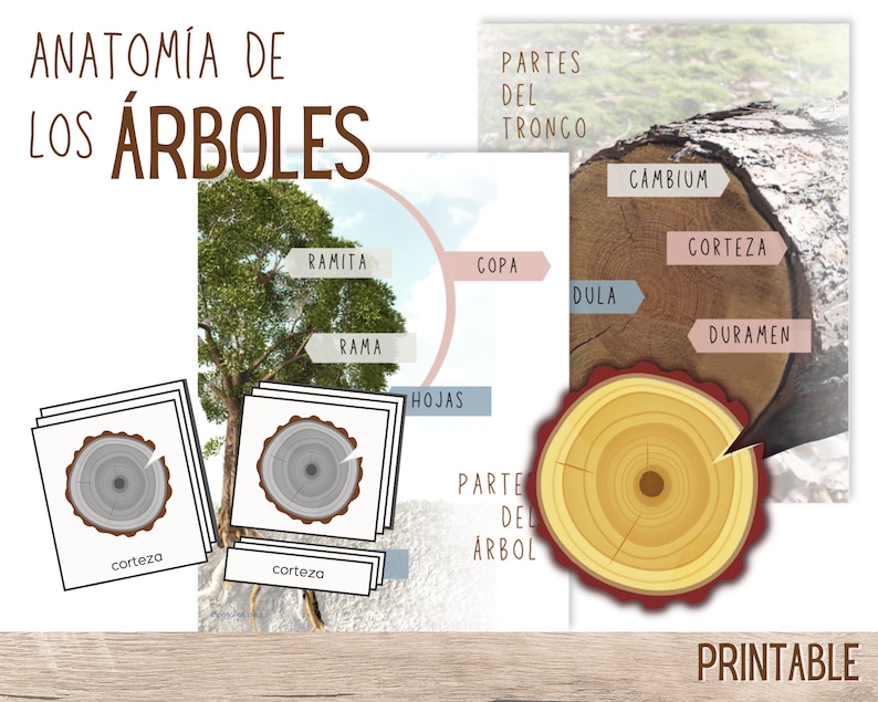 Tree Anatomy Spanish Immersion: 3-part Cards & Posters - Etsy