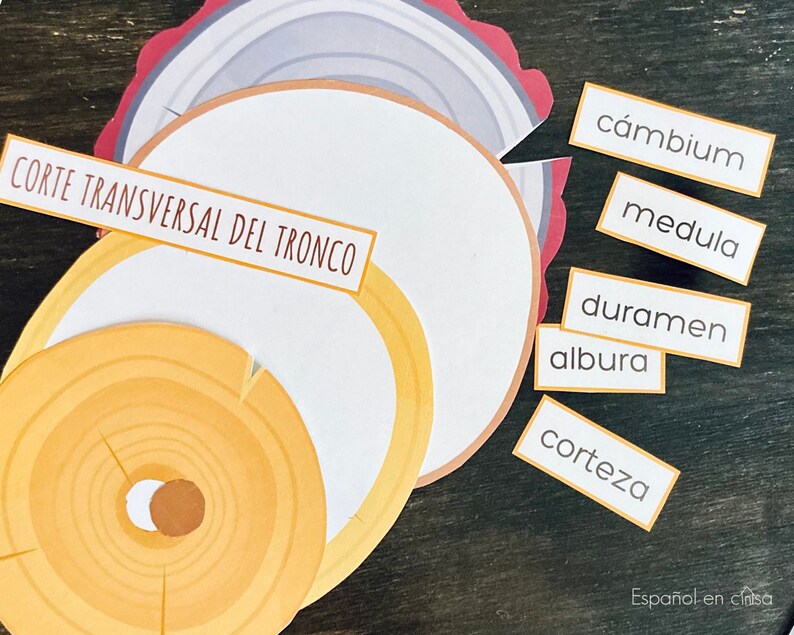 Tree Anatomy Spanish Immersion: 3-part Cards & Posters - Etsy