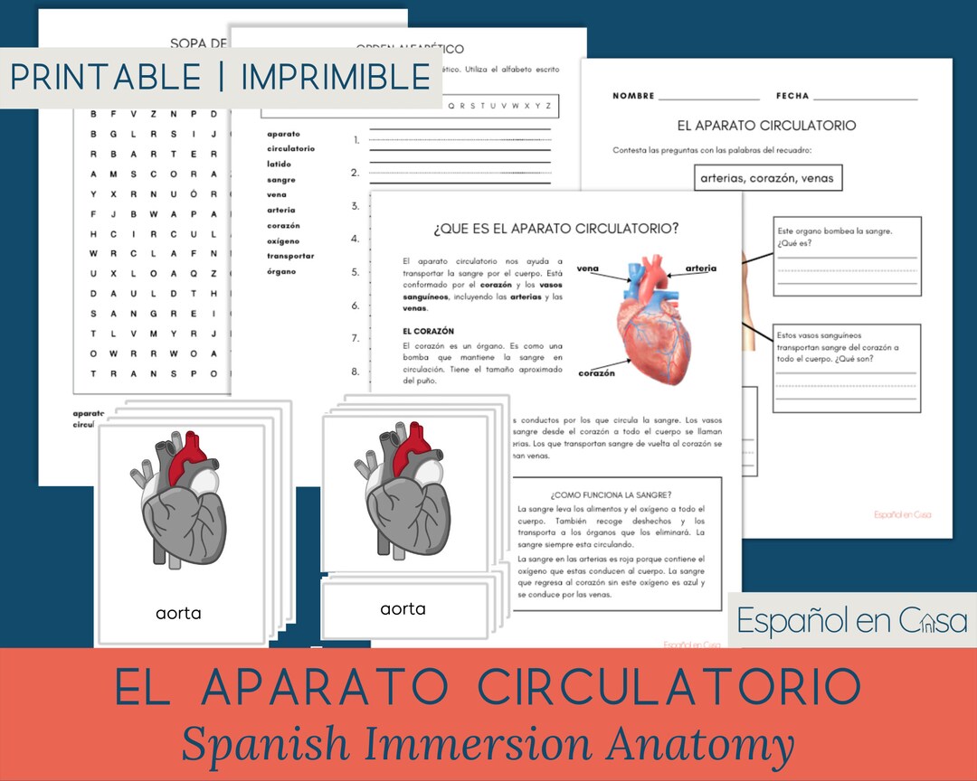 El Aparato Circulatorio the Circulatory System Spanish Immersion ...