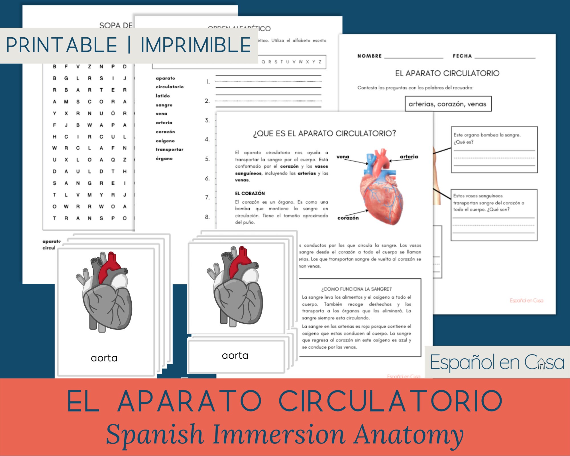 El Aparato Circulatorio the Circulatory System Spanish Immersion ...