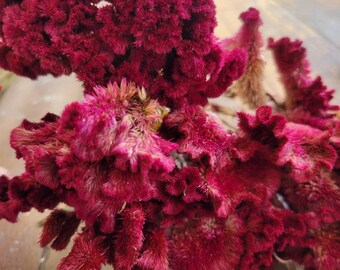 Dried Cockscomb - Etsy