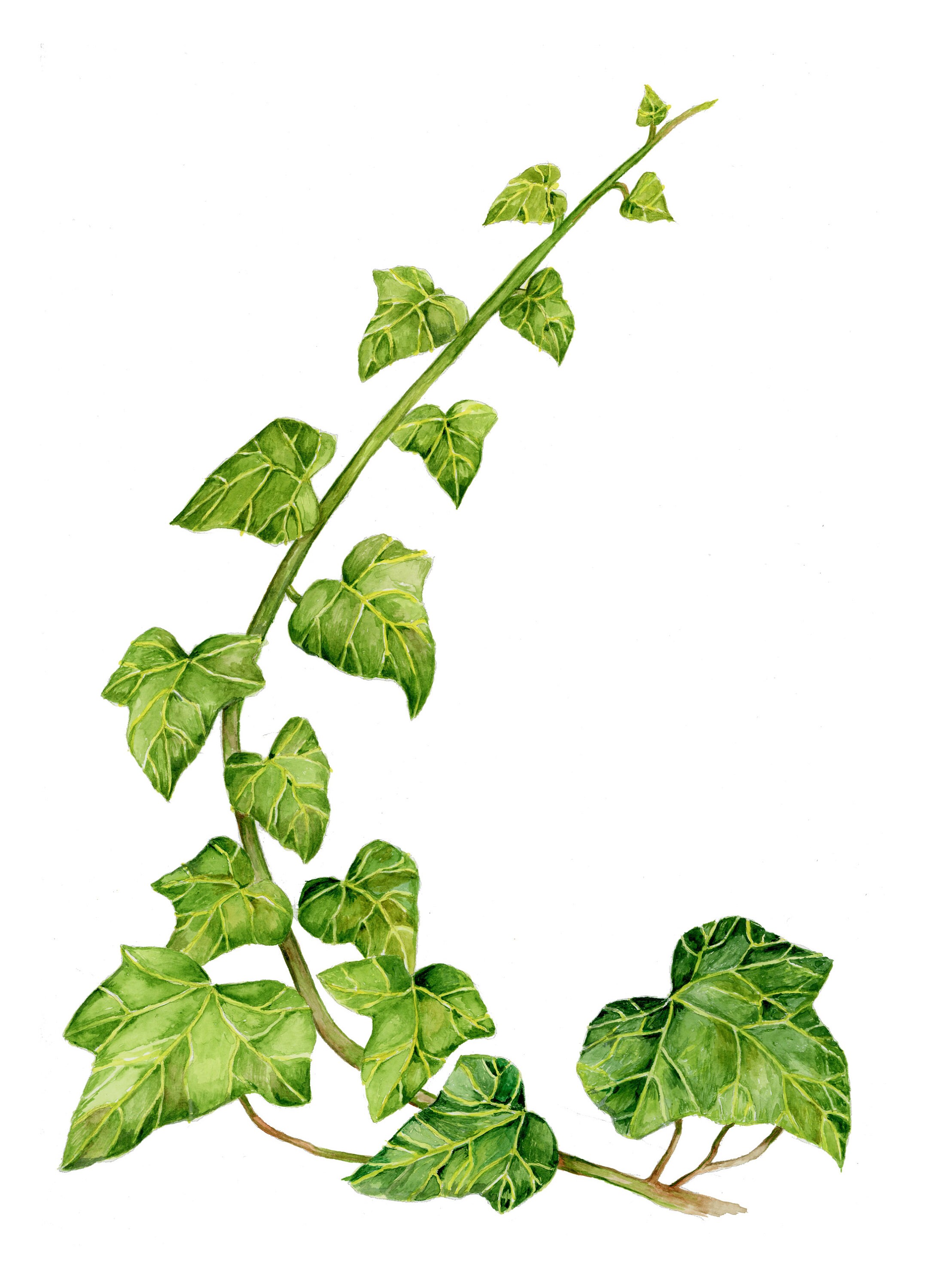 Efeu botanische Druck Blume Wandkunst Aquarell Malerei Efeu | Etsy