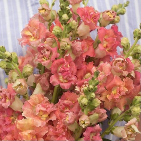 Snapdragon Madame Butterfly Bronze With White Seed 75 - Etsy