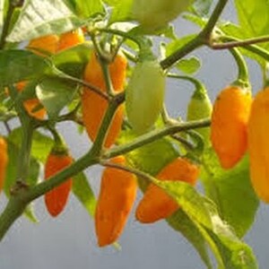 Pepper Datil Seed 10 - Etsy