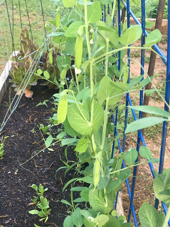Black Eyed Peas Plant