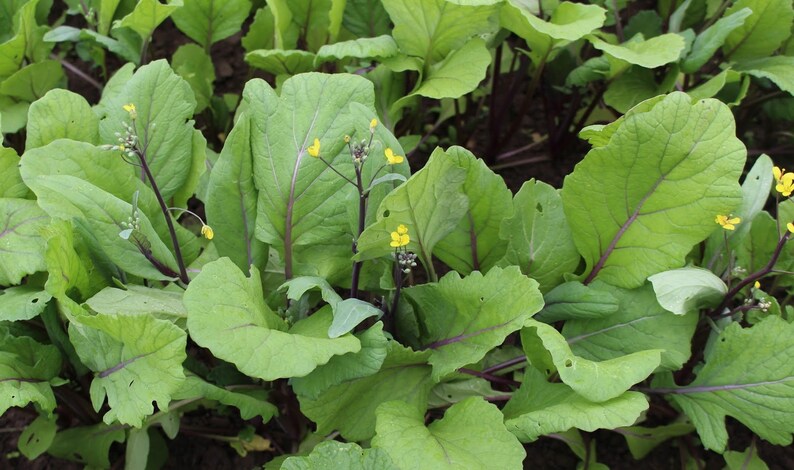 Hon Tsai Tai Asian Greens Seeds 50 - Etsy