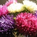 Aster Tiger Paw Certified Organic Seed 25 - Etsy