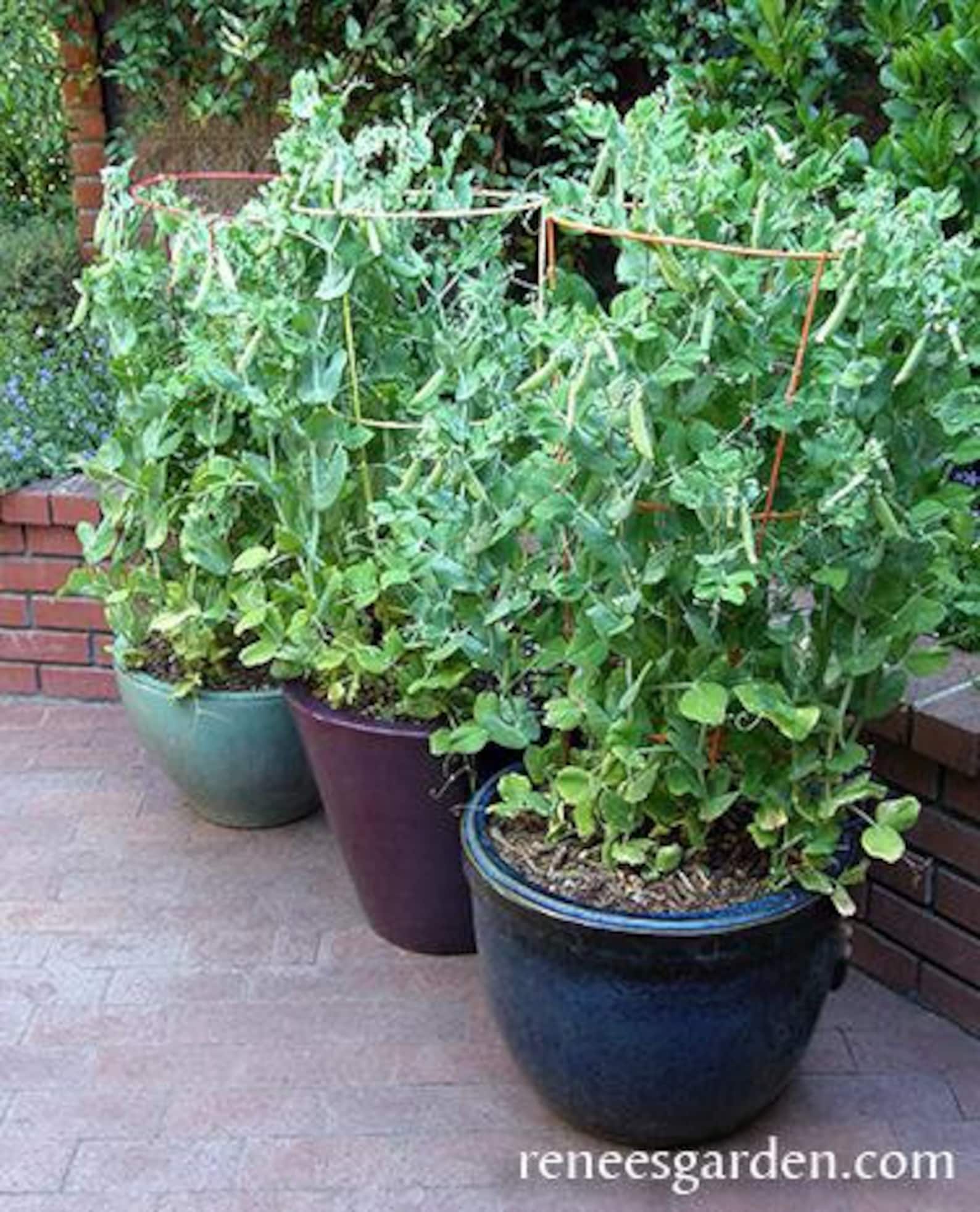 Pea Container Snap Peas Little Crunch Seeds 25 - Etsy
