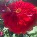 Zinnia Super Cactus Redman Heirloom Flower Seed 50 - Etsy