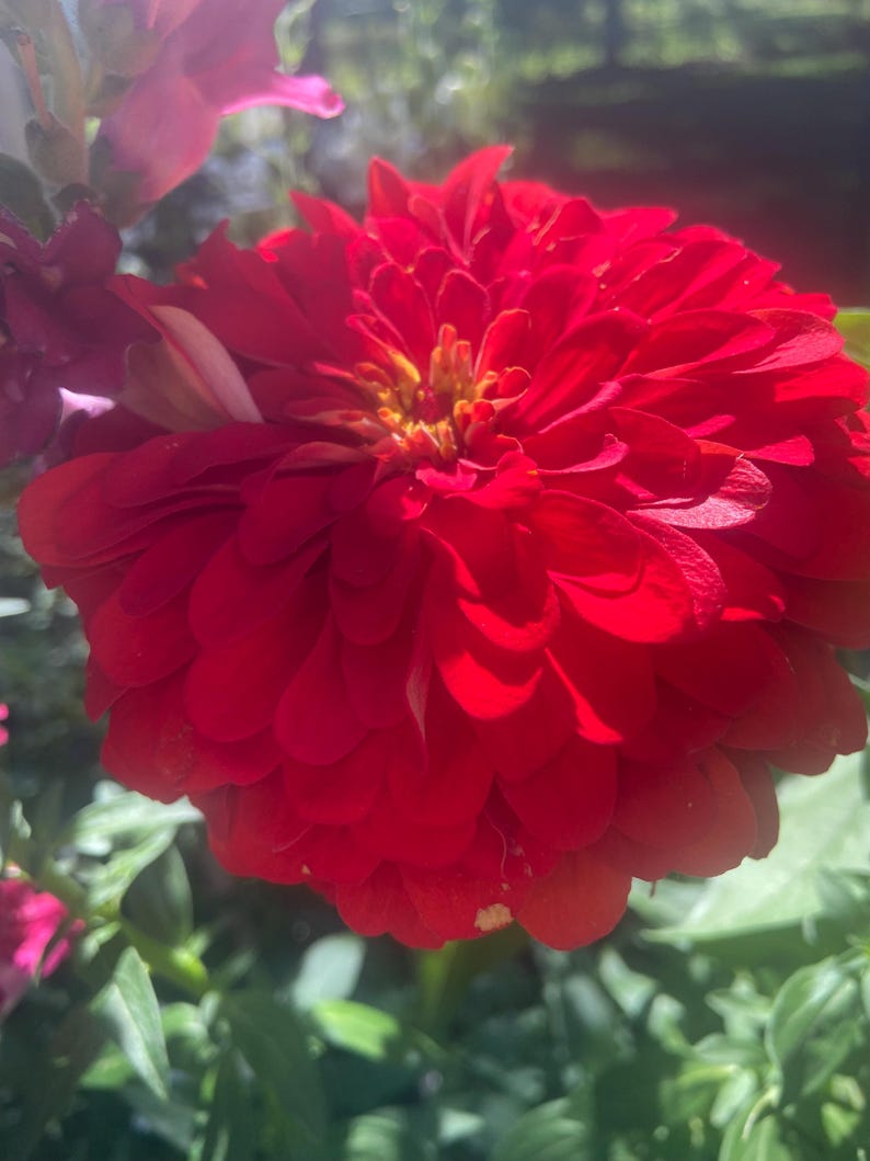 Zinnia Super Cactus Redman Heirloom Flower Seed 50 - Etsy