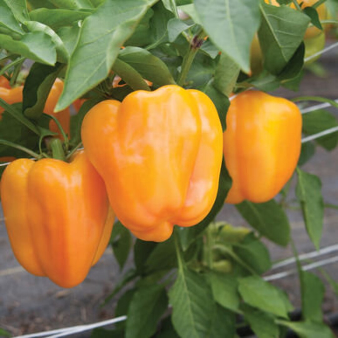 Pepper Flavor Burst Yellow Peppers Seeds 20 - Etsy