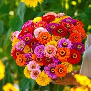 Zinnia Zinderella Dwarf Button Box Mix Flower Seed 65 - Etsy
