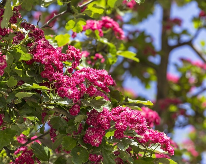 Hawthorn English Certified Organic Seed 7 - Etsy