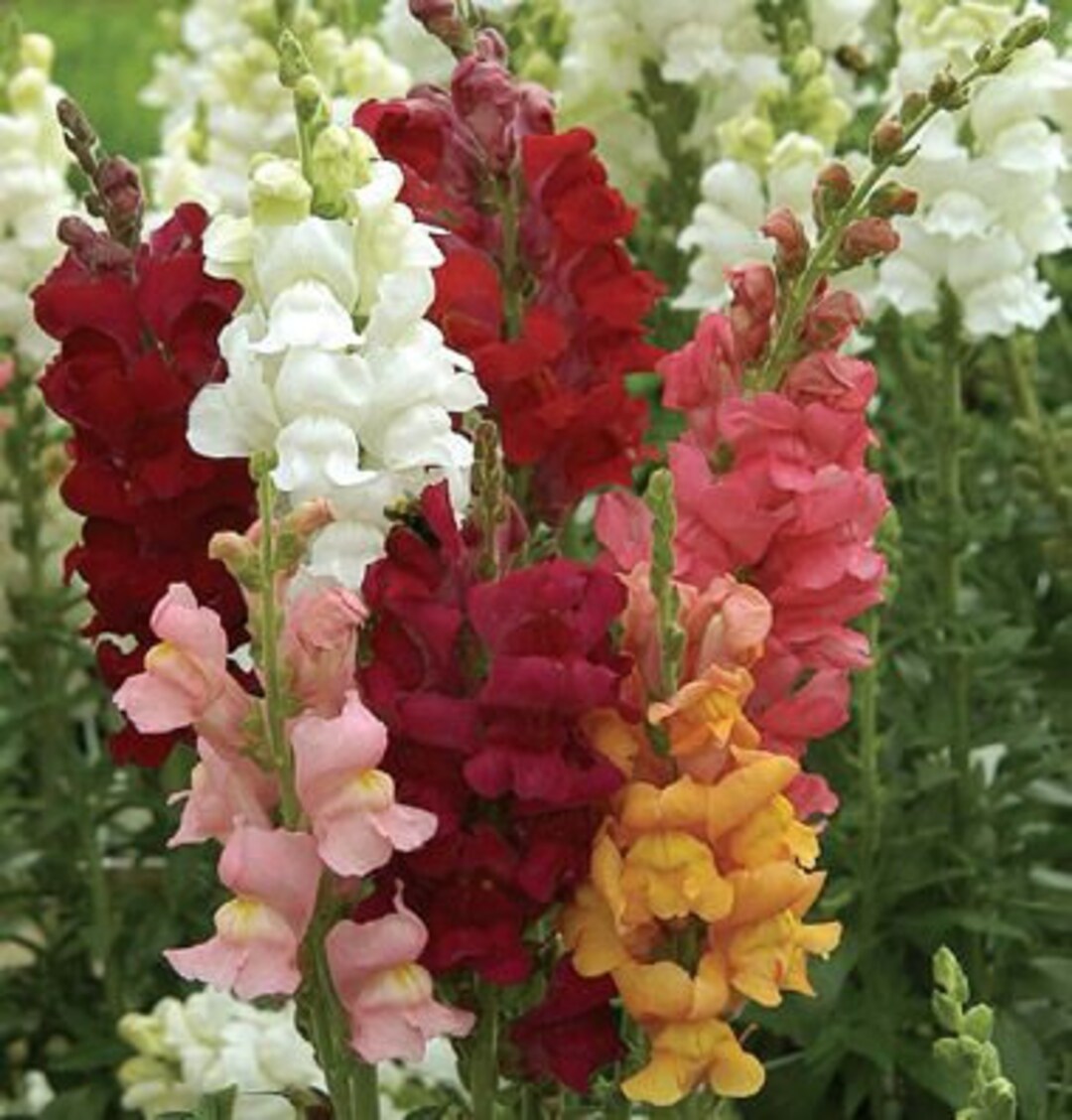 Snapdragon Costa Mix F1 Snapdragon 25 - Etsy