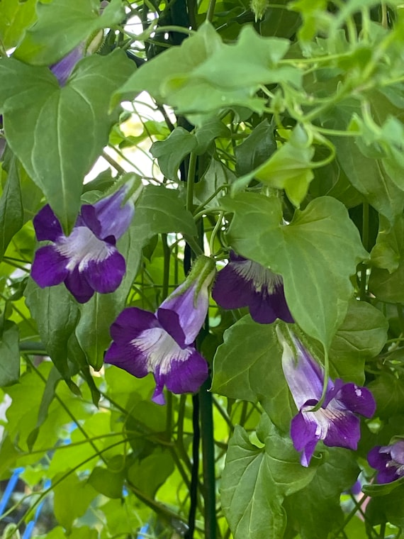 Snapdragon Vine