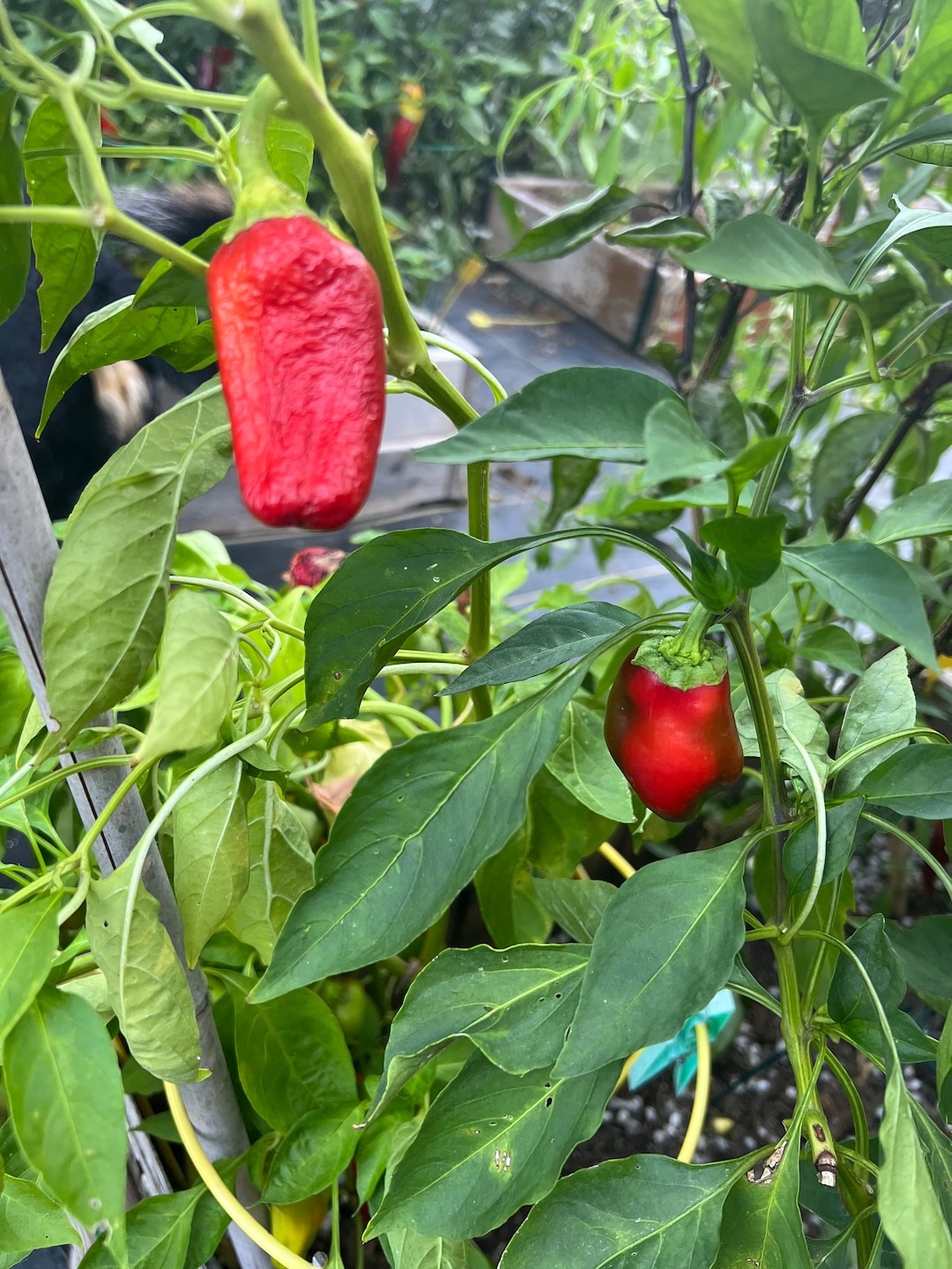 Pepper Sweet Hungarian Paprika Kapia Seed 10 - Etsy