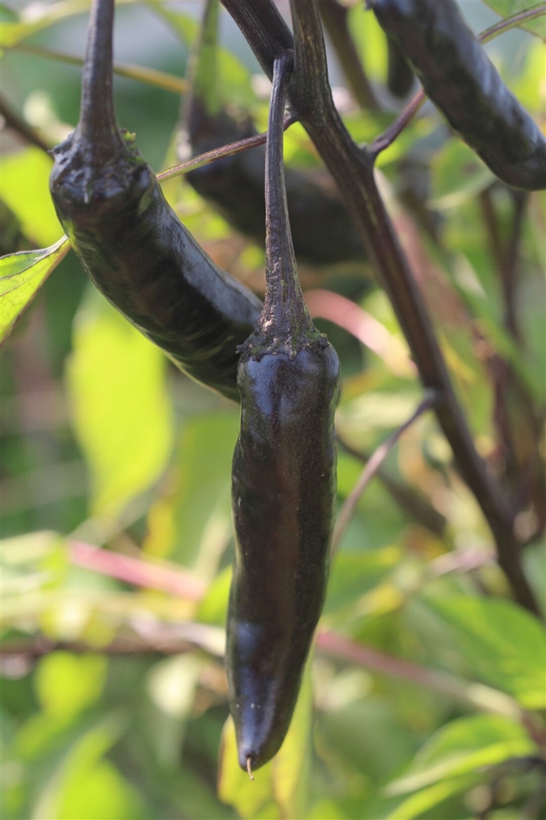 Murasaki Purple Pepper Seeds 15 Rare Heirloom Peppers - Etsy
