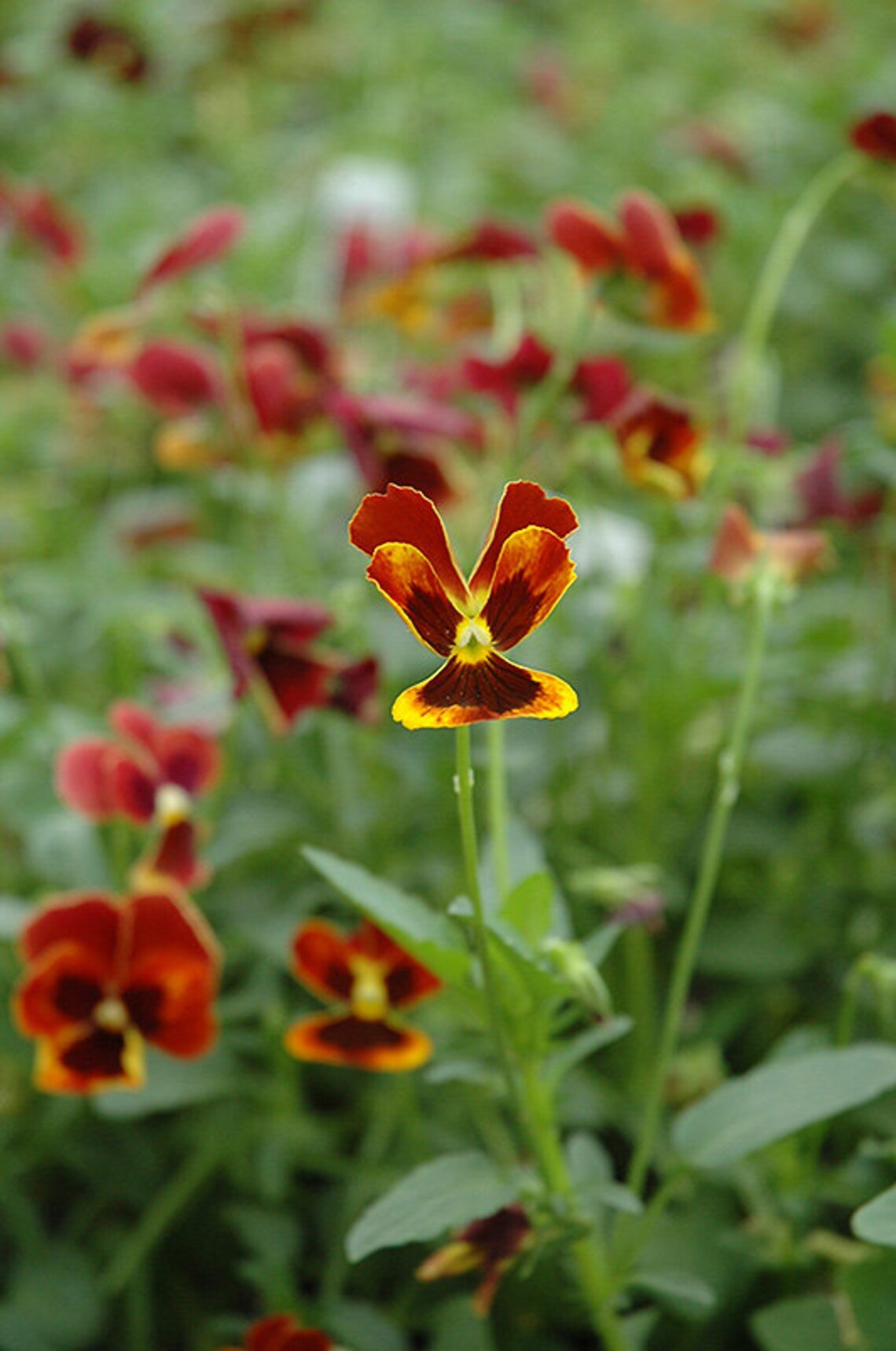 Viola Arkwright Ruby Heirloom Flower Seed 50 - Etsy