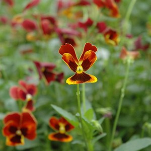 Viola Arkwright Ruby Heirloom Flower Seed 50 - Etsy