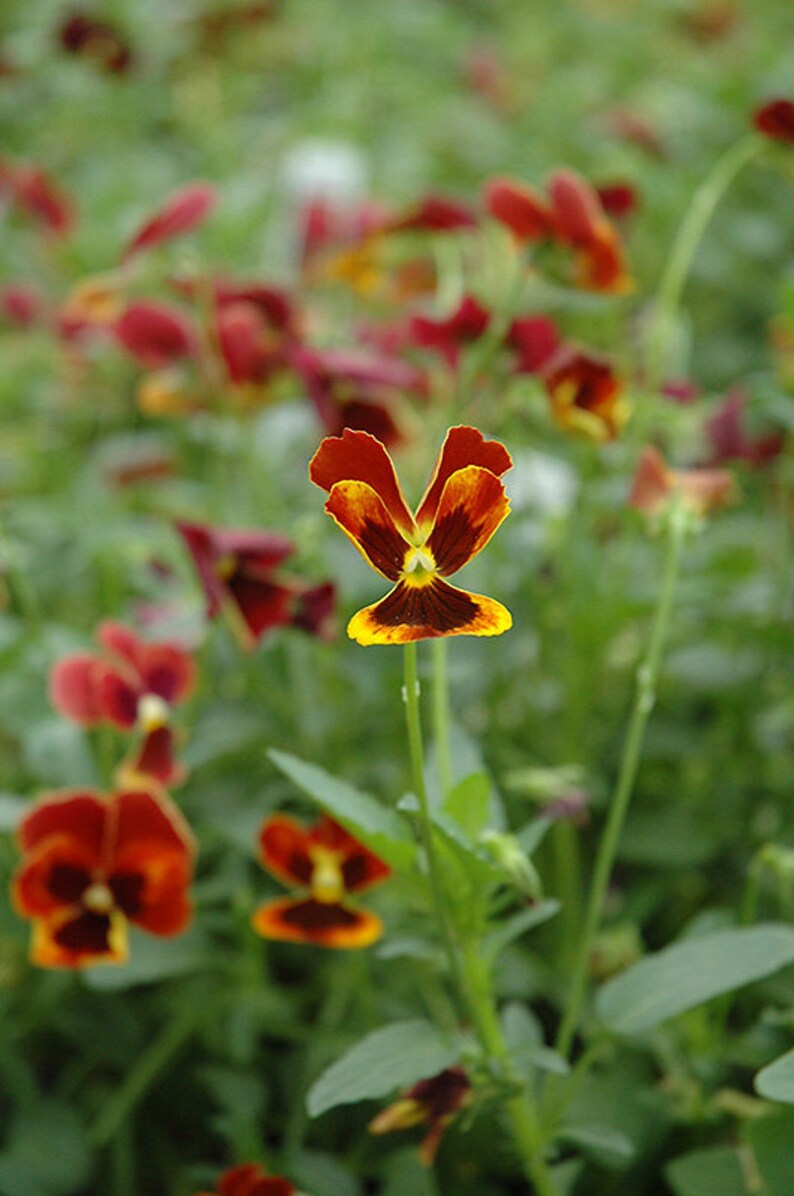 Viola Arkwright Ruby Heirloom Flower Seed 50 - Etsy