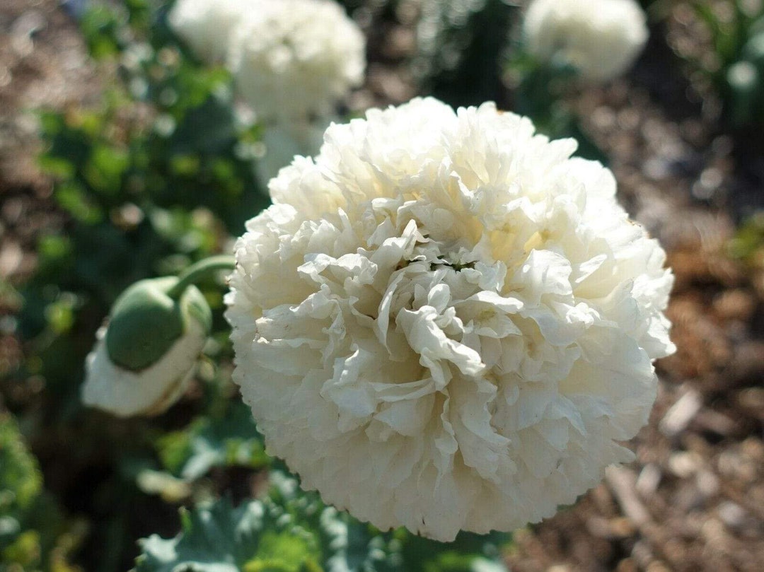 Poppy Cream Peony Heirloom Seeds 20 - Etsy