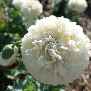 Poppy Cream Peony Heirloom Seeds 20 - Etsy