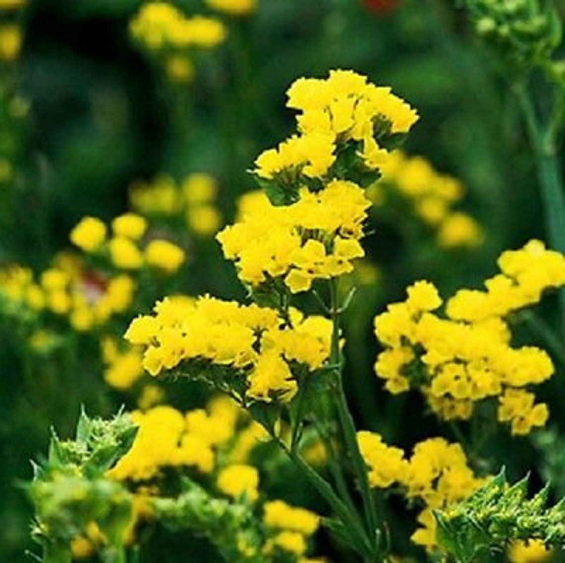 Statice Yellow Seed 65 - Etsy