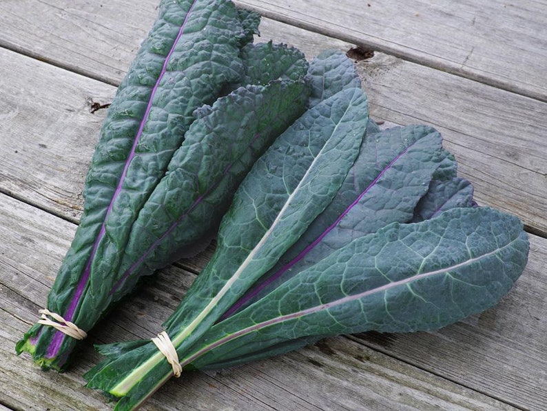 Kale Dazzling Blue Kale Heirloom Seeds 50 - Etsy