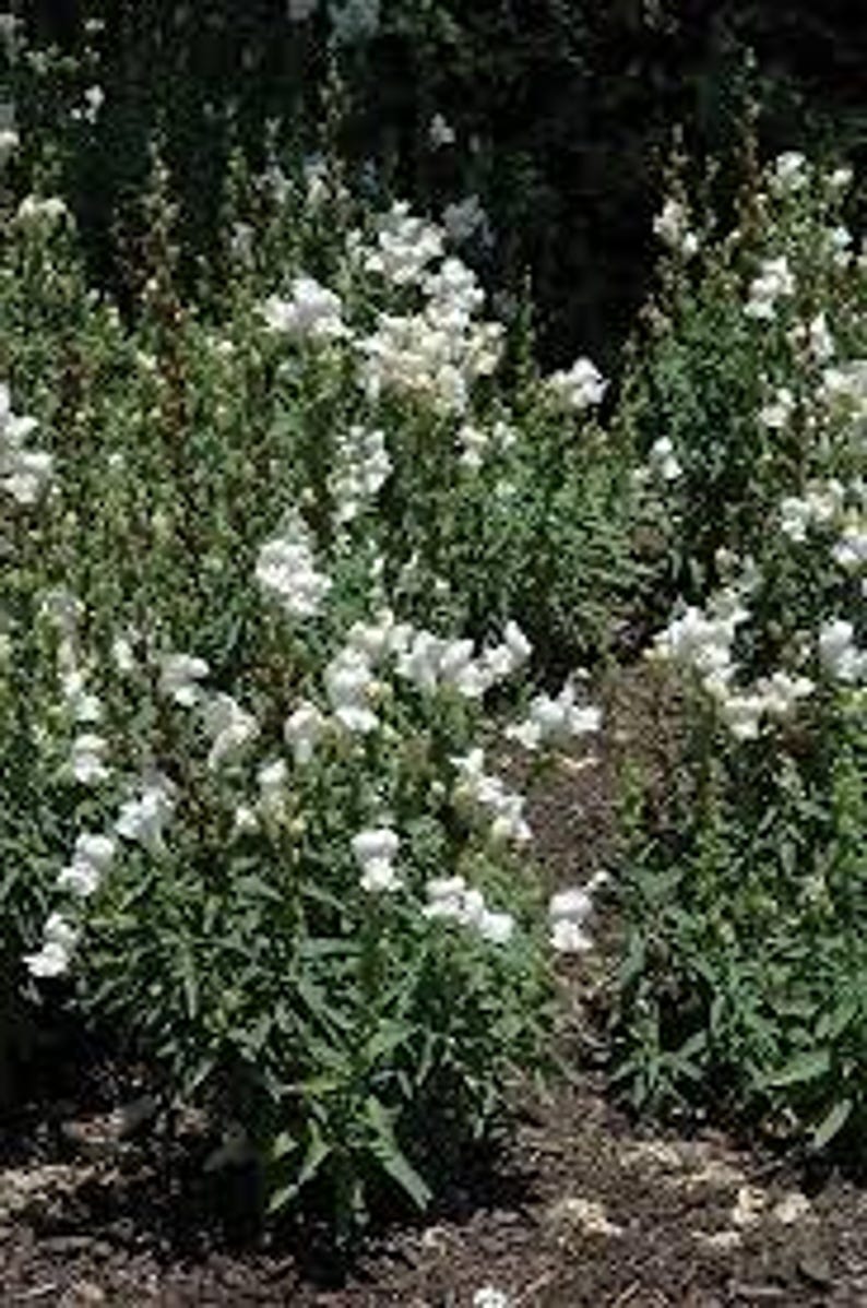 Snapdragon White Legend Seed 25 - Etsy