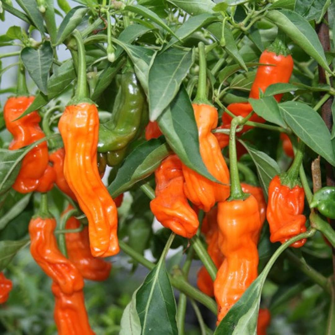 Pepper Hot Orange Peter Pepper Seeds 10 - Etsy