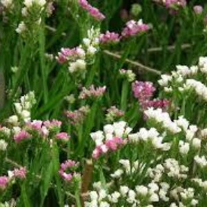 Statice Pacific Mix Heirloom Seeds 30 - Etsy