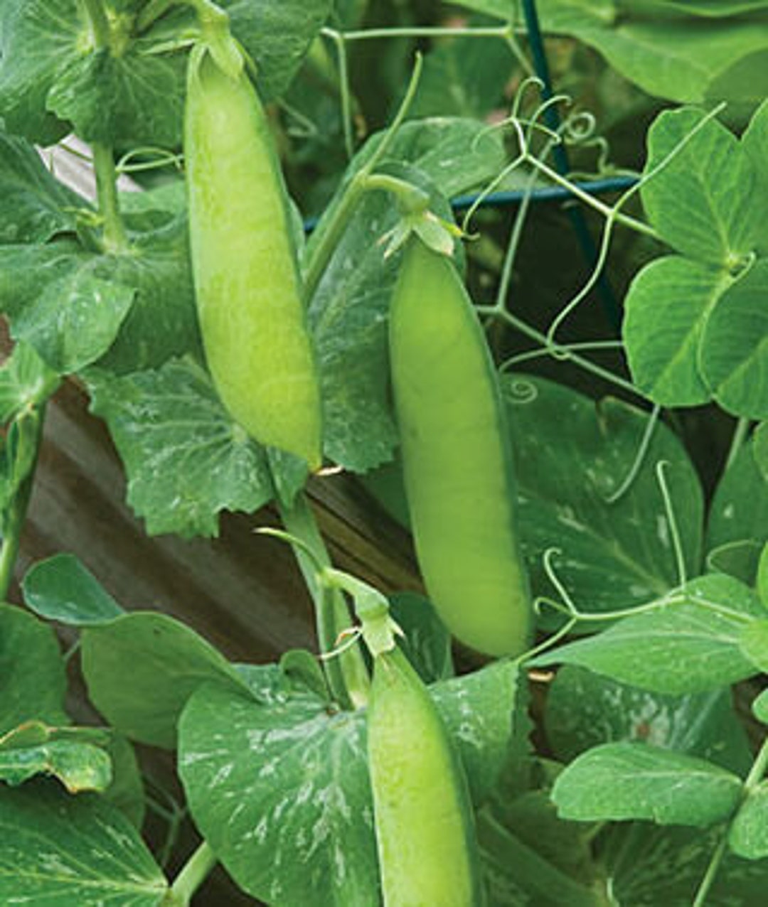 Pea Wanda Peas Seeds 250 - Etsy