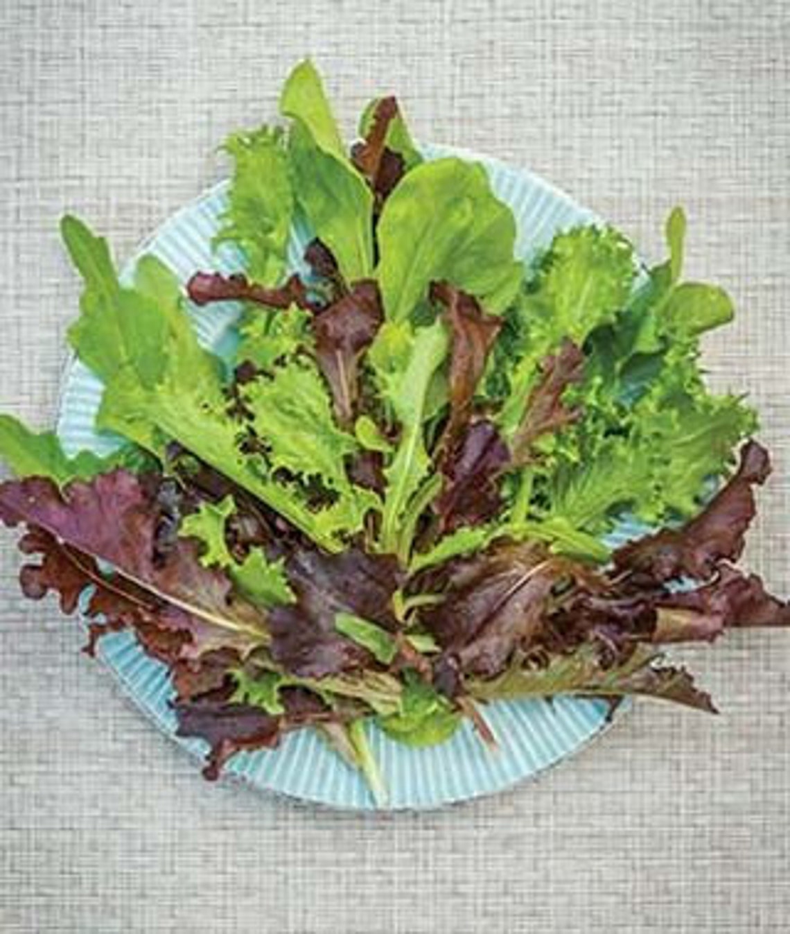 Lettuce Mesclun Classic Mix Classic Mixseeds 75 - Etsy