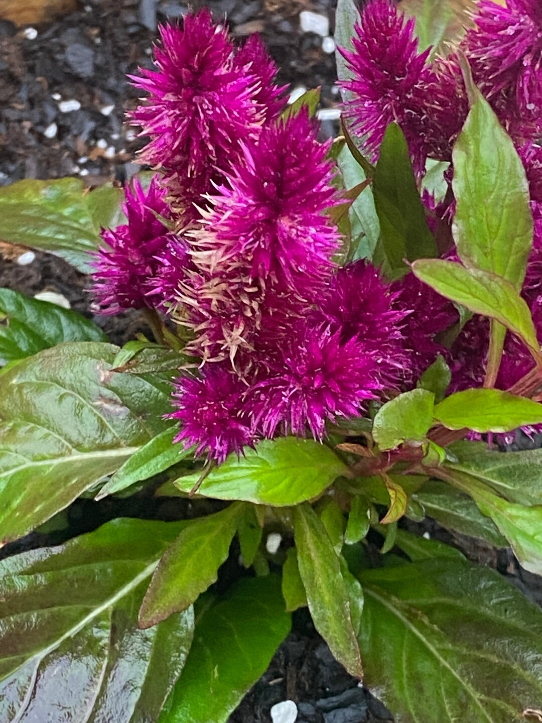 Celosia Sunday Bright Pink Flower Seeds 30 - Etsy