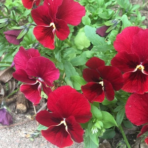 Viola Arkwright Ruby Heirloom Flower Seed 50 - Etsy