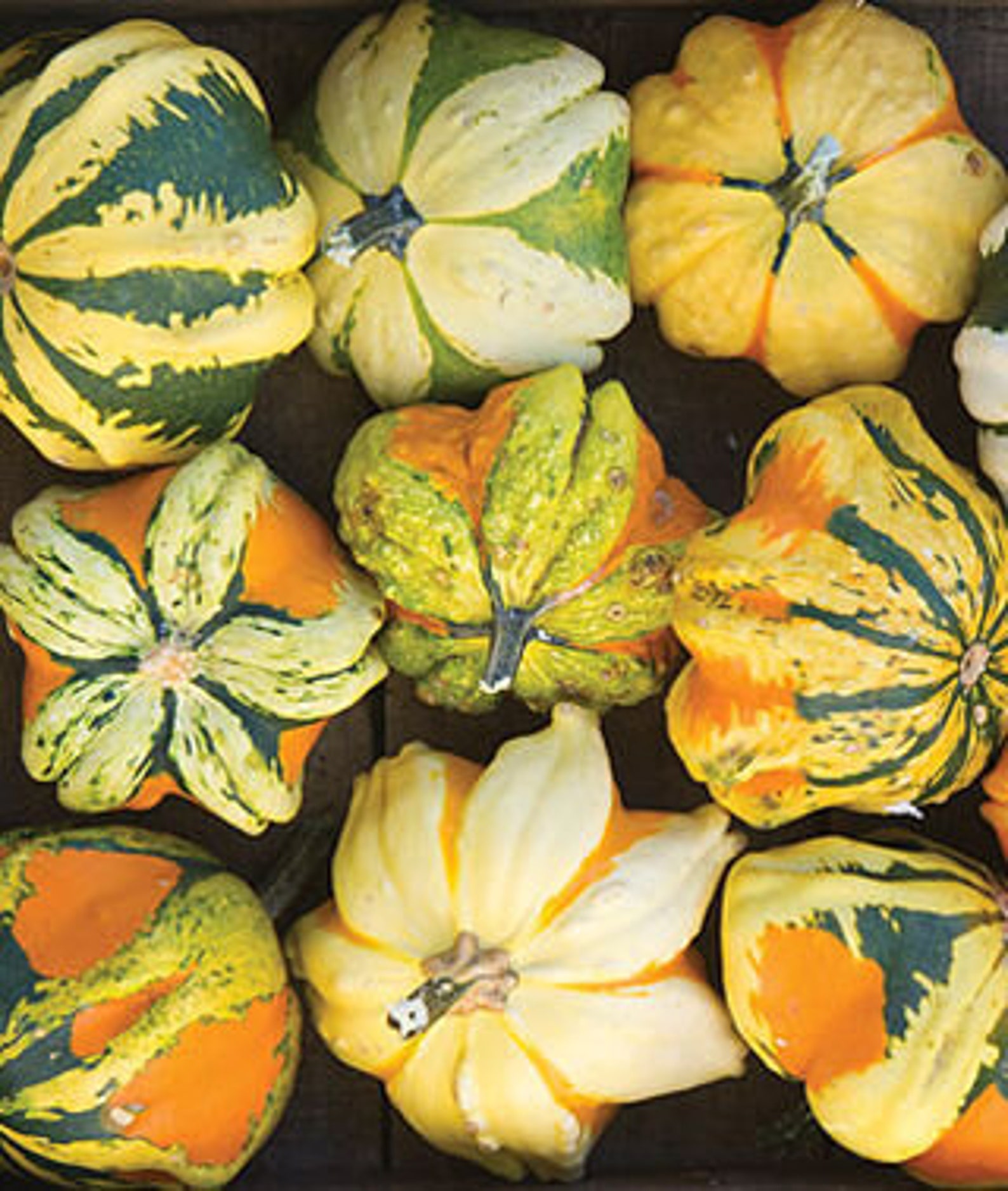 Gourd Daisy Seeds 15 - Etsy