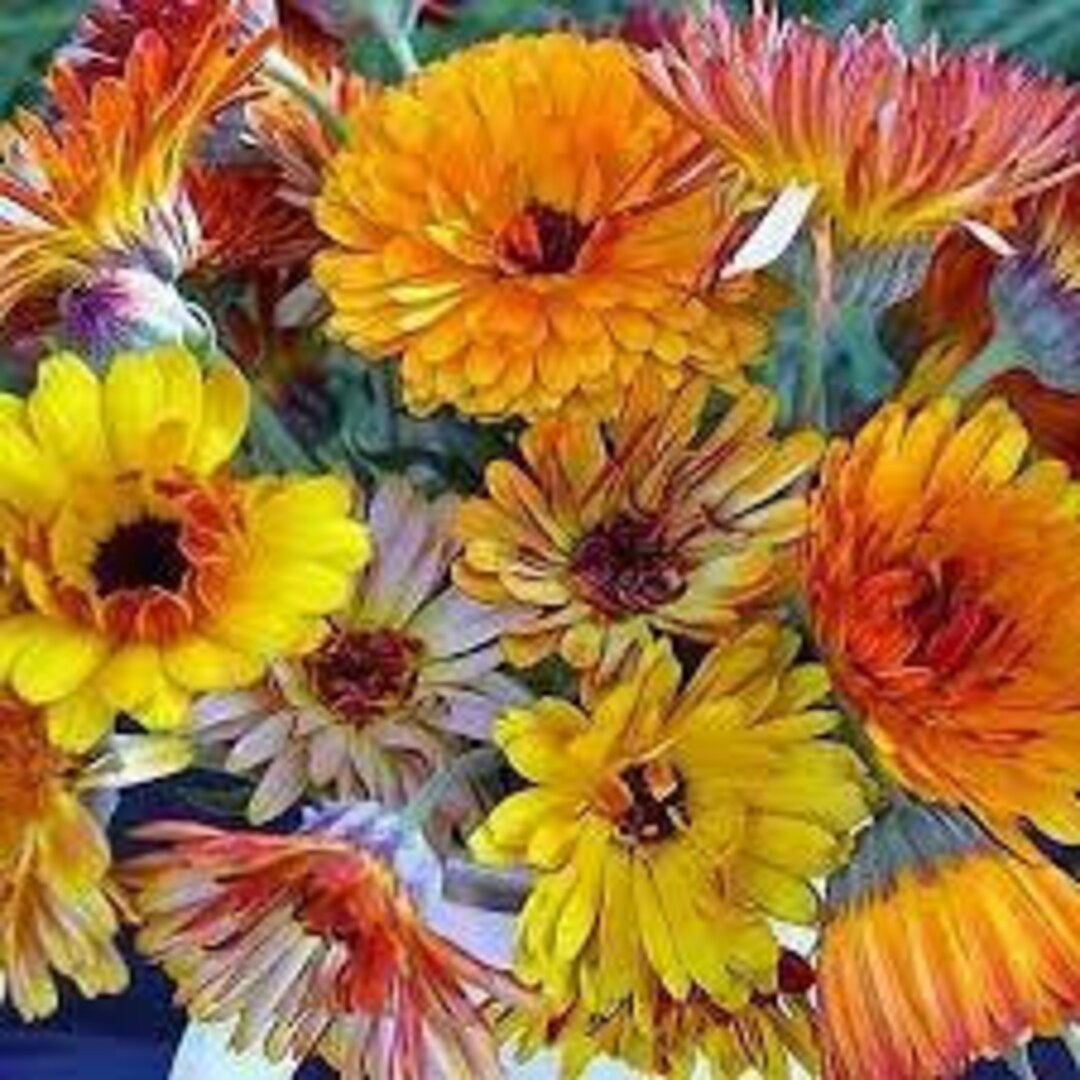 Calendula Flashback Organic Flower Seed 50 - Etsy