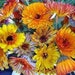 Calendula Flashback Organic Flower Seed 50 - Etsy