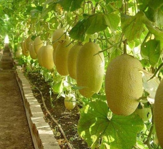 Melon Chinese Kami Hami Seed 30 - Etsy
