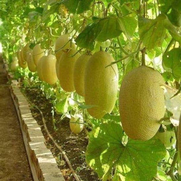 Chinese Melon - Etsy