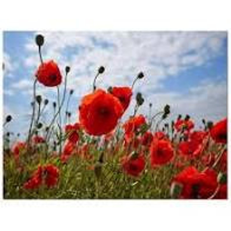 Poppy Red Seeds Single Petal 20 - Etsy