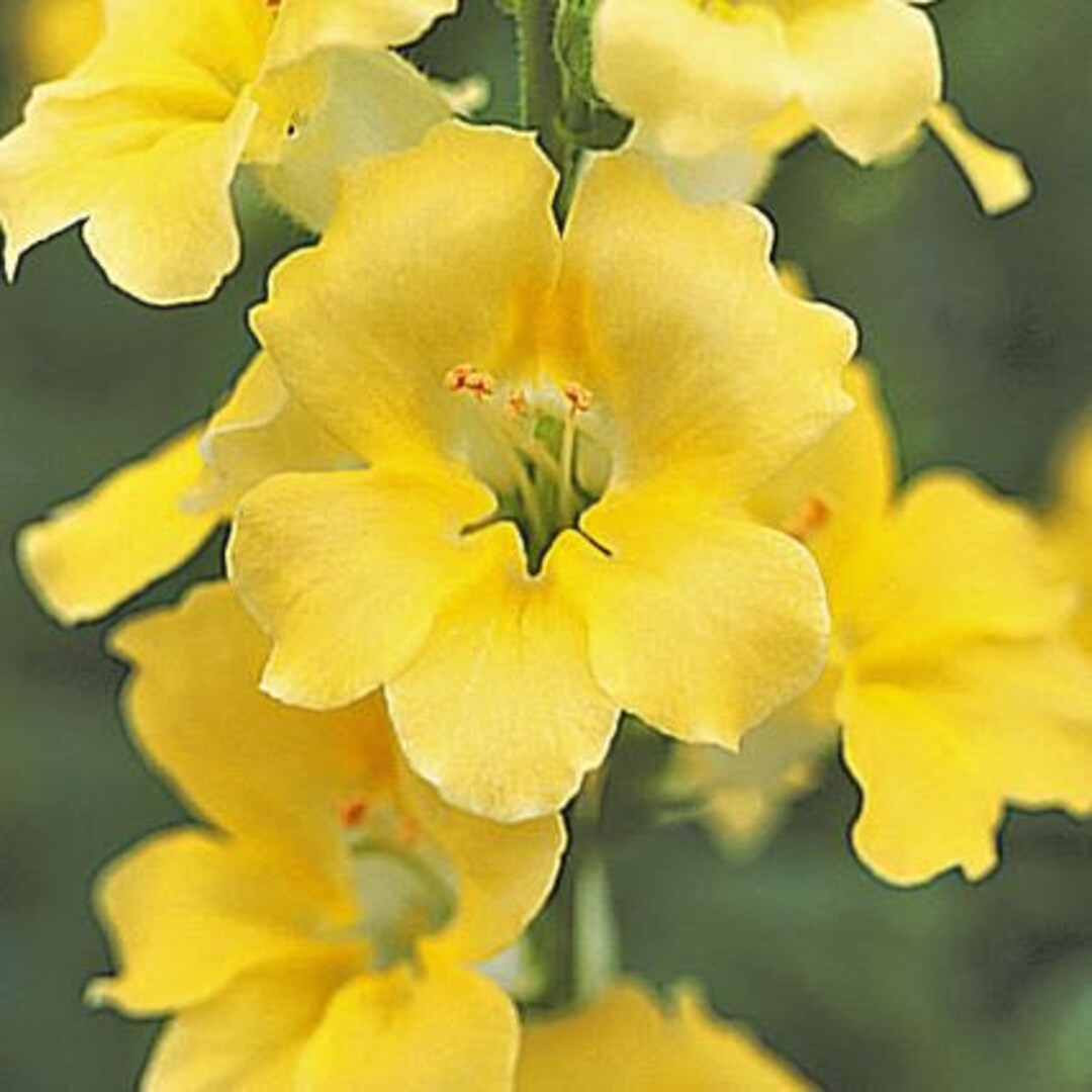 Snapdragon Chantilly Cream Yellow Seed 20 - Etsy
