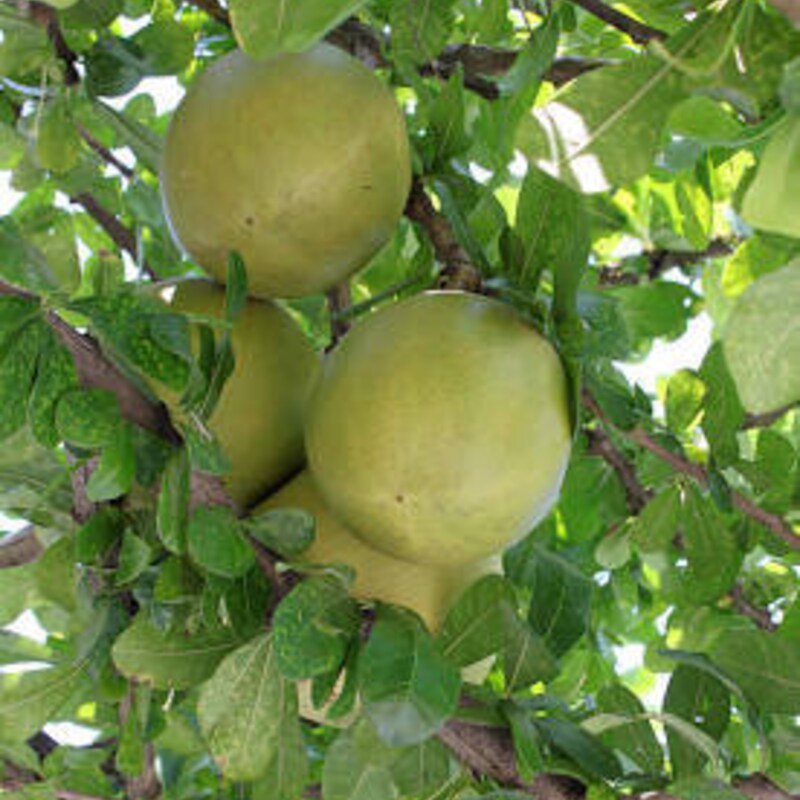 Calabash Gourd - Etsy