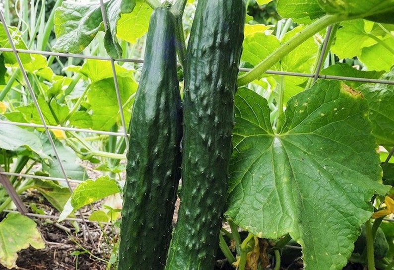 Cucumber Chinese Suyo Long Heirloom Seeds 25 - Etsy