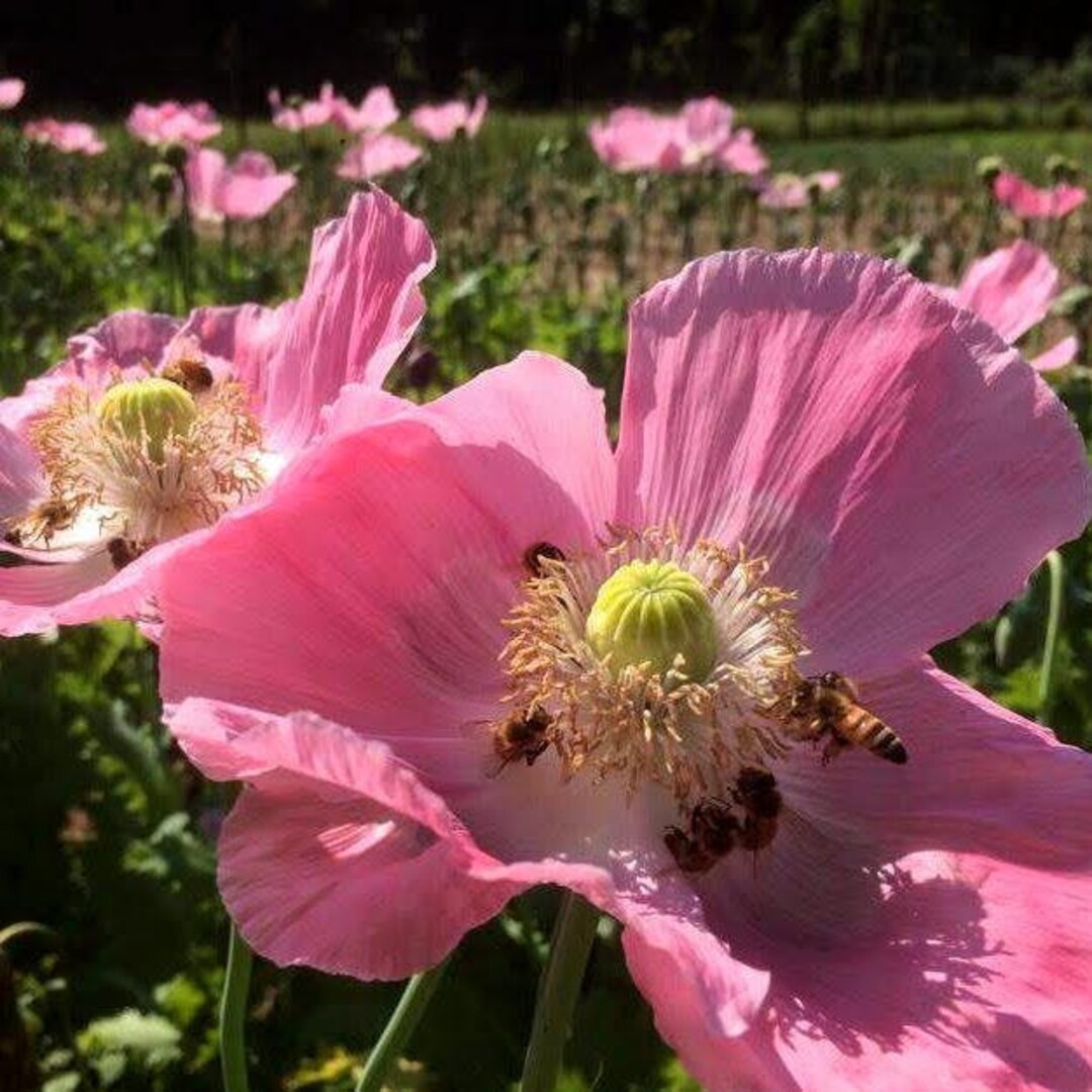 Pink Moon Poppy Flower Seed 20 Count Heirloom Flower - Etsy